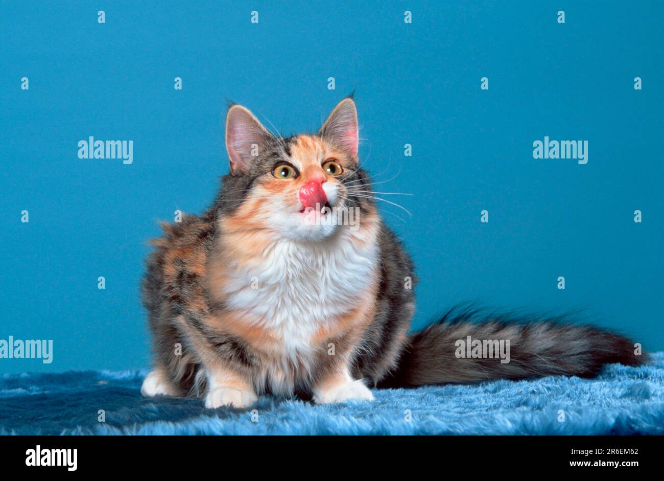 Norwegian Forest Cat, silver-tortie-white Stock Photo - Alamy