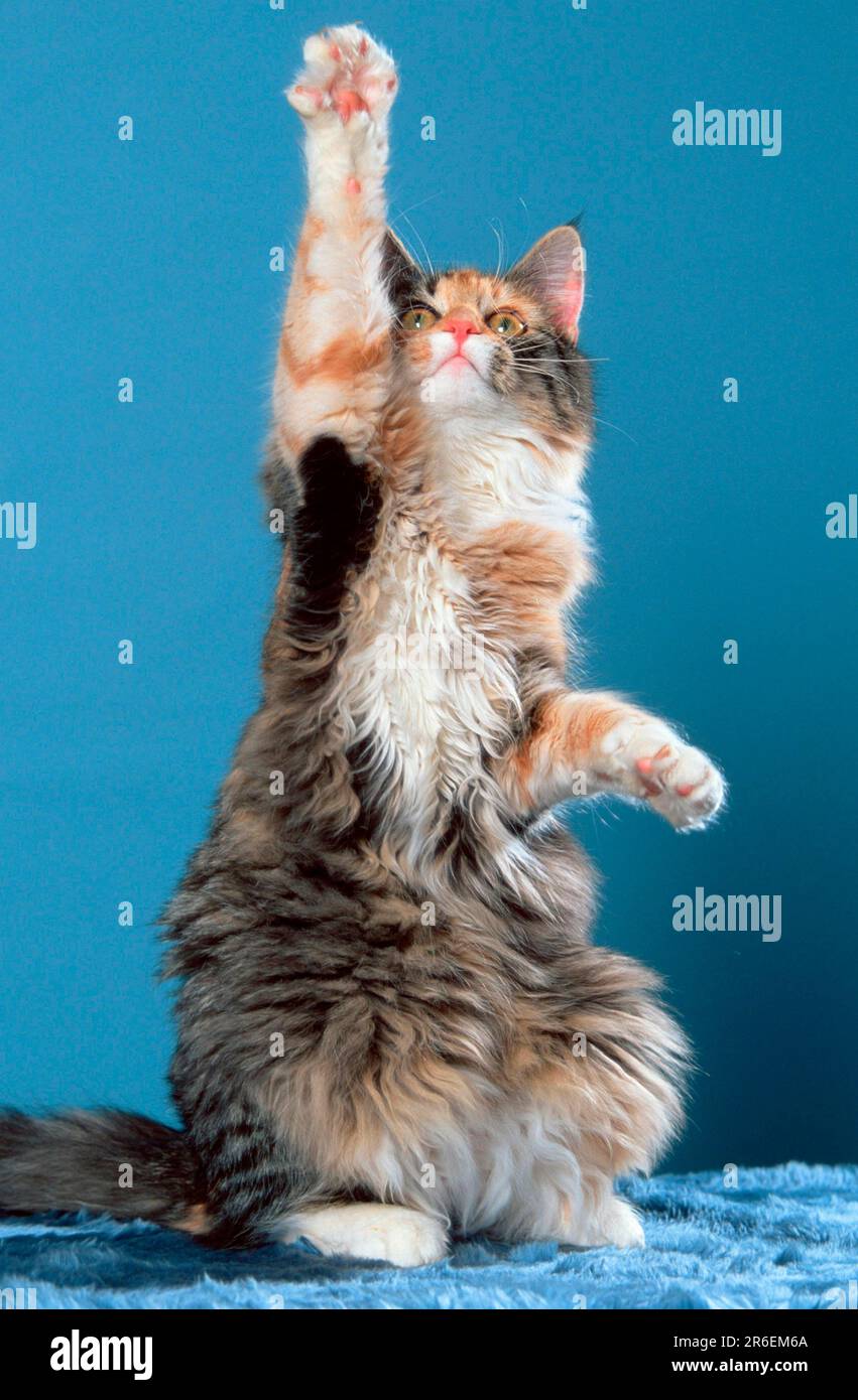 Norwegian forest cat paw hi-res stock photography and images - Alamy