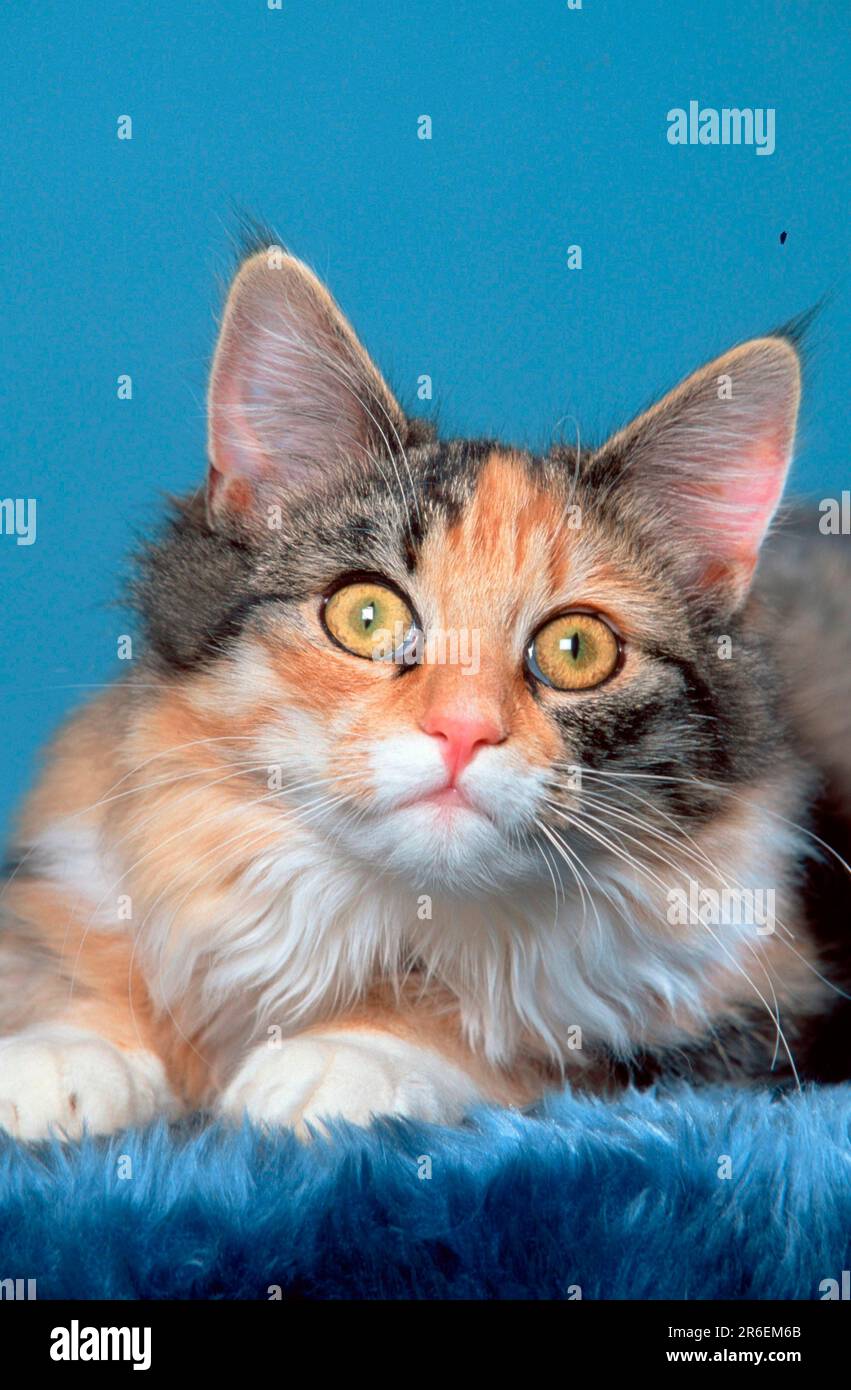 Norwegian Forest Cat, silver-tortie-white Stock Photo - Alamy