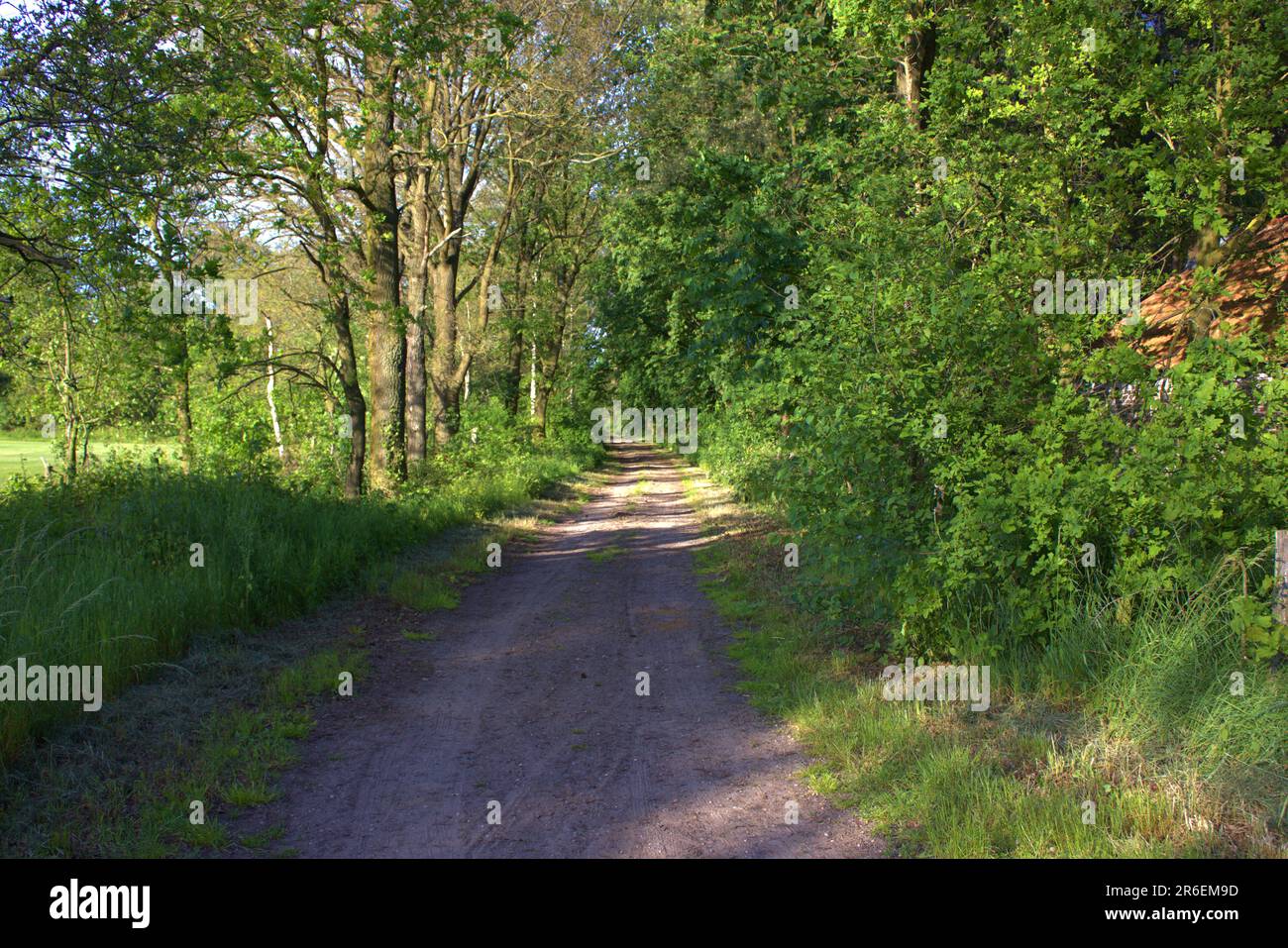 Forest timeless hi-res stock photography and images - Alamy