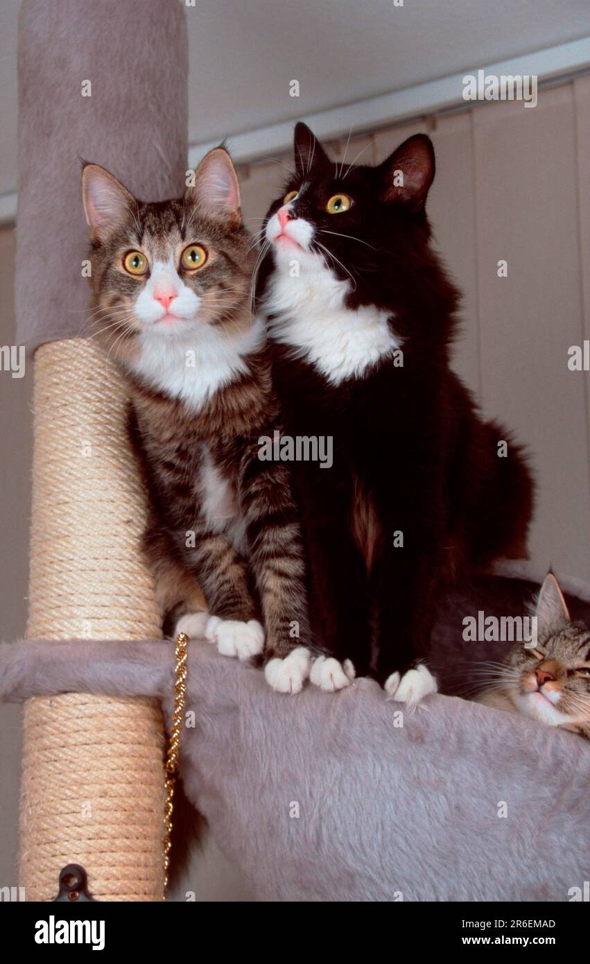 Norwegian Forest Cats Stock Photo - Alamy