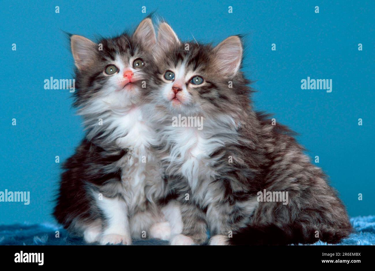 Norwegian Forest Cats, kitten, 7 weeks Stock Photo - Alamy