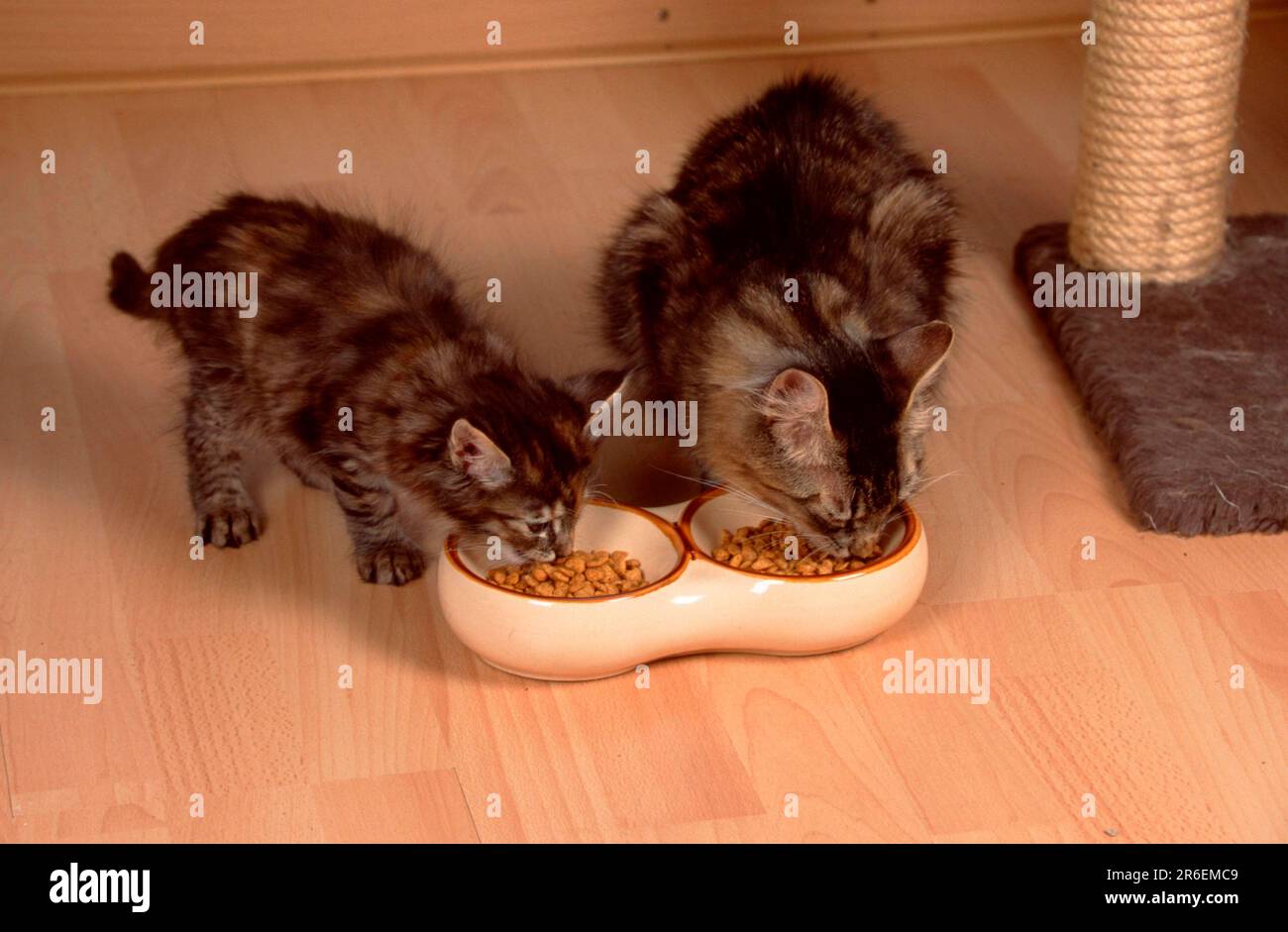 Norwegian Forest Cat and kitten eating together Stock Photo - Alamy