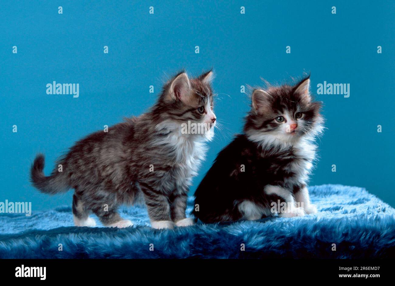 Norwegian Forest Cats, kitten, 7 weeks Stock Photo - Alamy