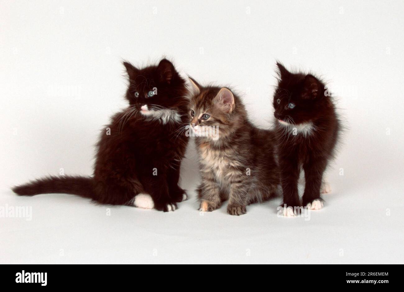 Norwegian Forest Cats, Kittens, 8 weeks Stock Photo - Alamy