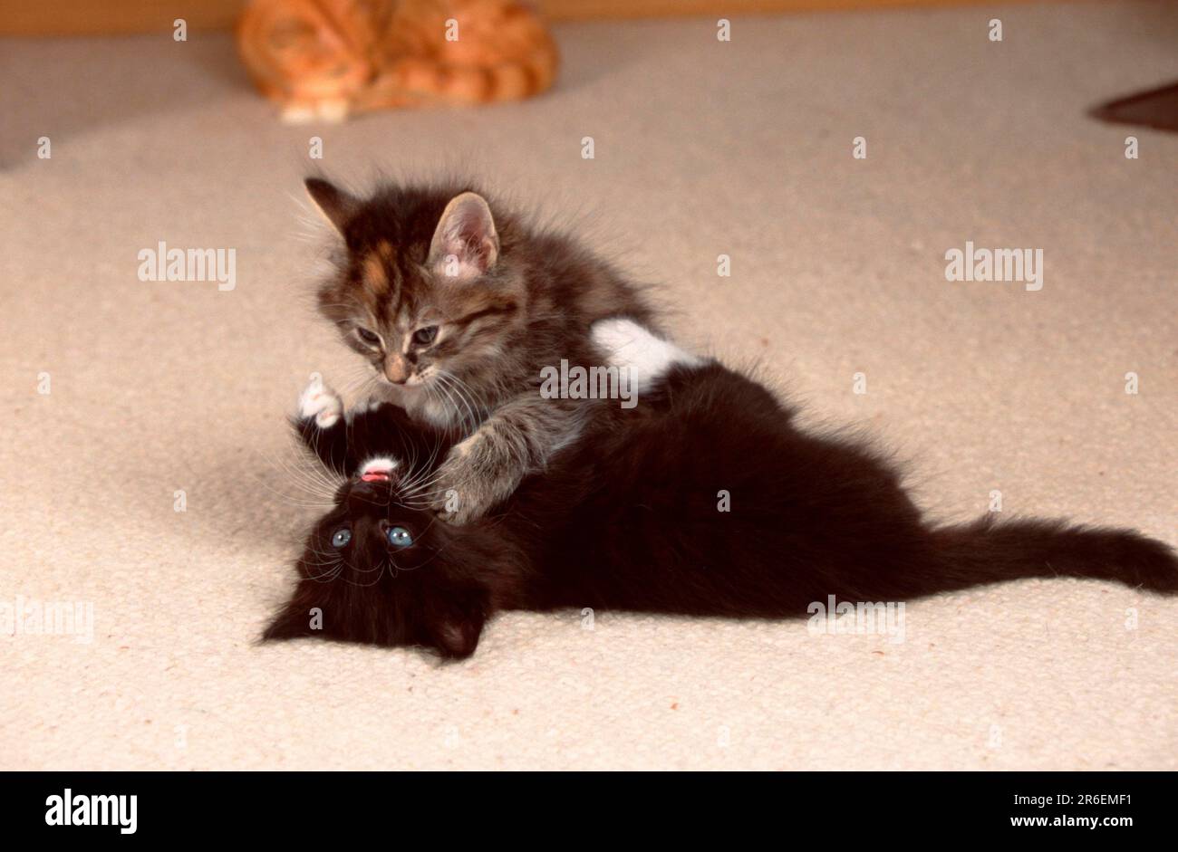Norwegian Forest Cats, Kittens, 8 weeks Stock Photo - Alamy