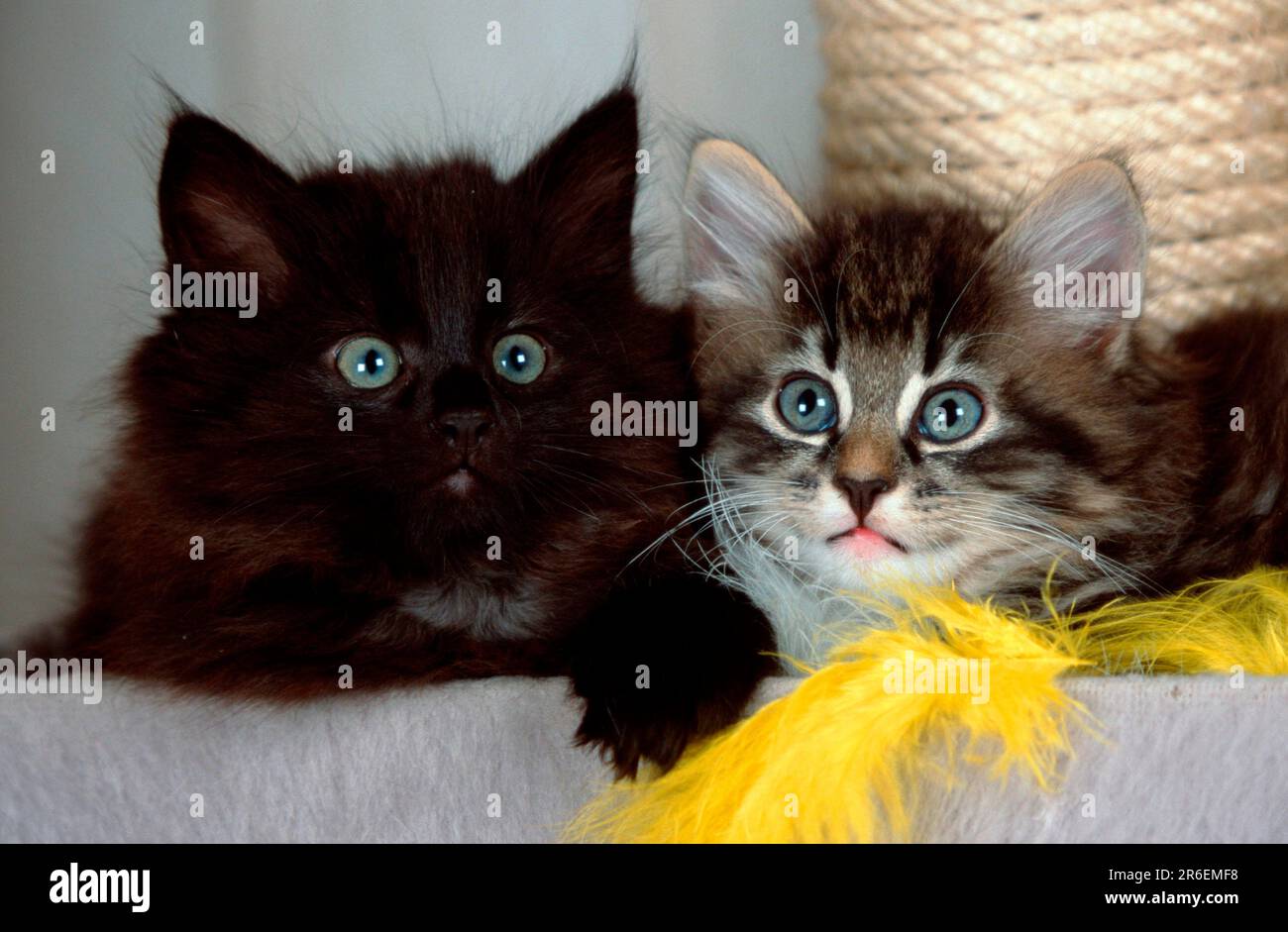 Norwegian Forest Cats, Kittens Stock Photo - Alamy