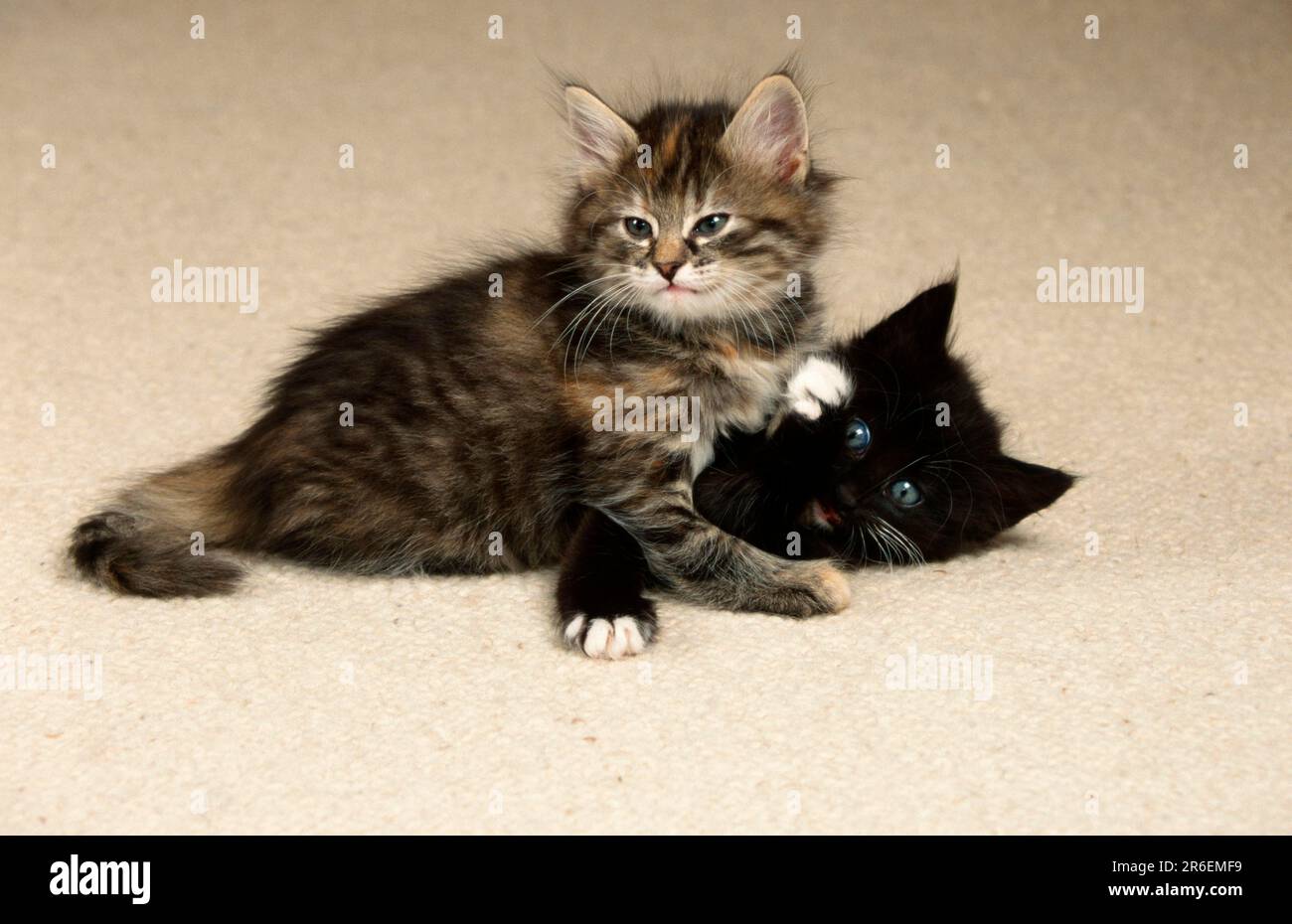 Norwegian Forest Cats, Kittens, 8 weeks Stock Photo - Alamy