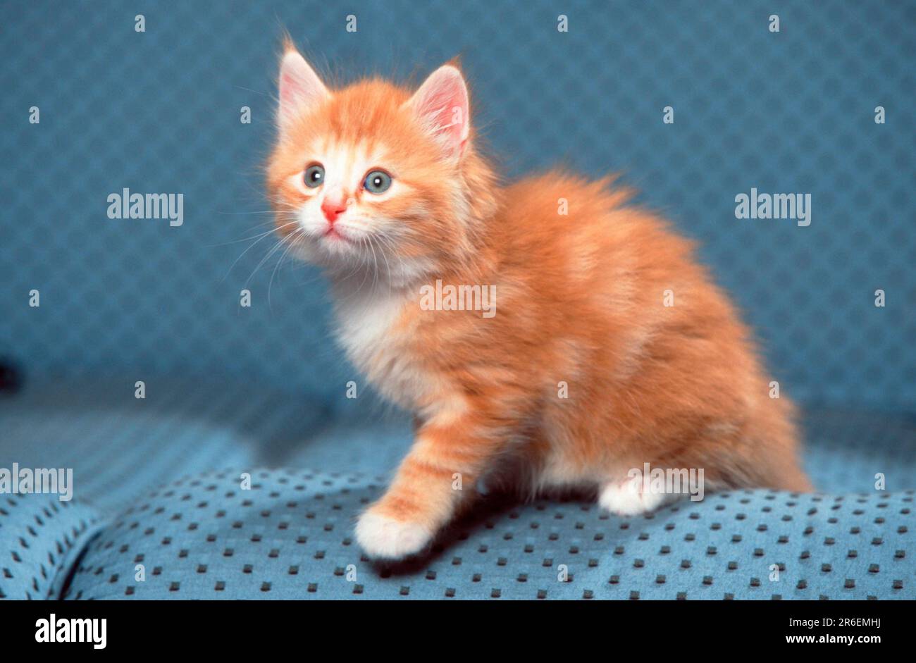 Norwegian Forest Cat, kitten, 5 weeks Stock Photo - Alamy