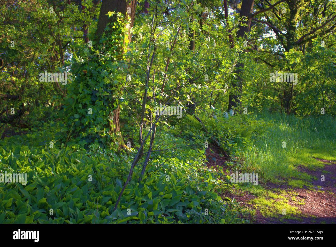 Nice green forest hi-res stock photography and images - Alamy
