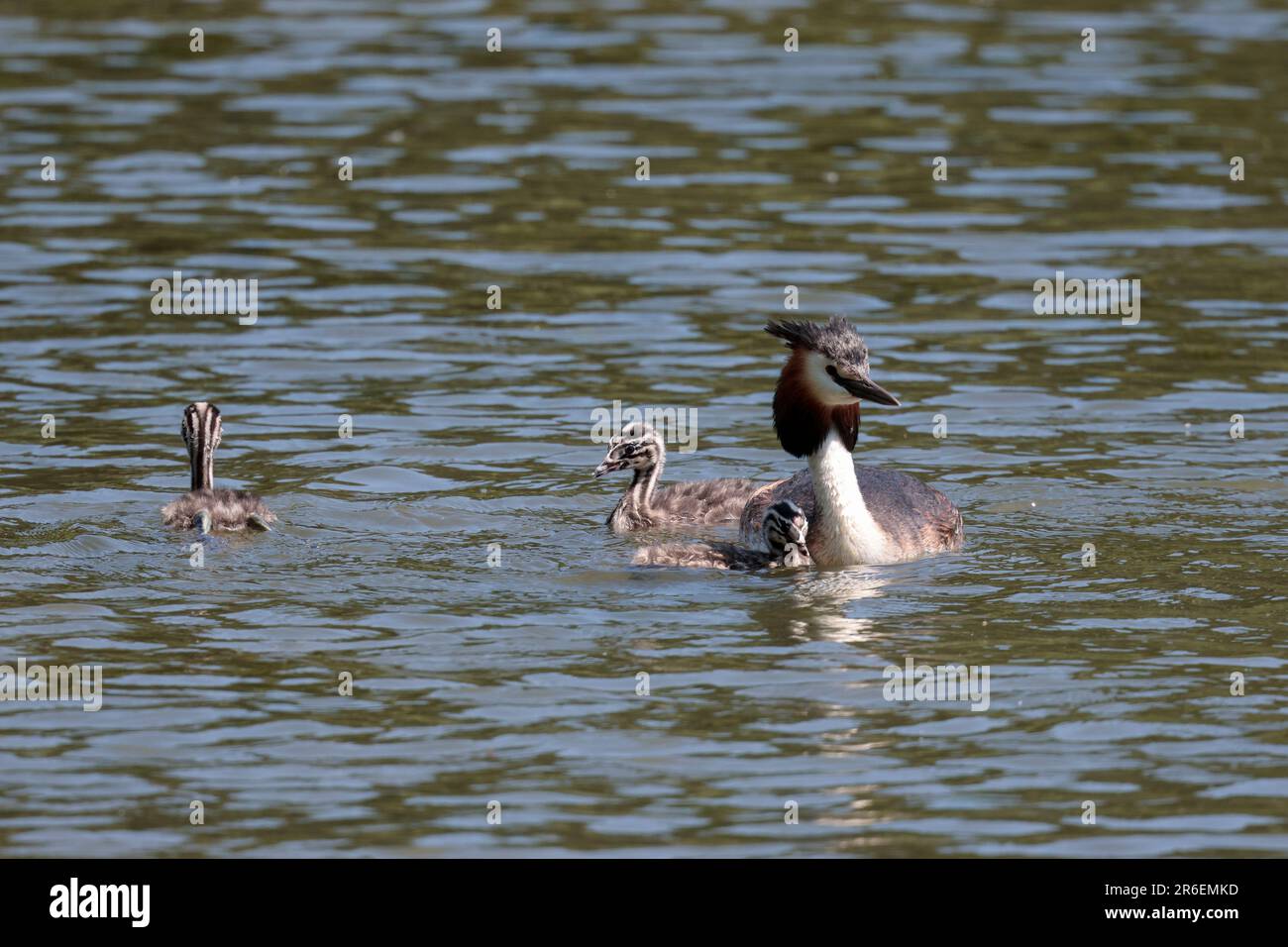 Great crested grebe Podiceps cristatus, adults breeding plumage dark ...
