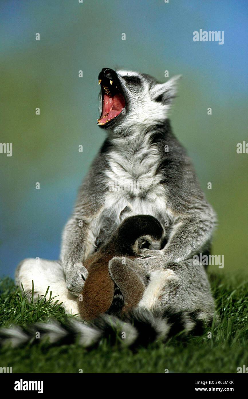 Ring-tailed lemur with young, yawning, sitting, young, baby, affection ...