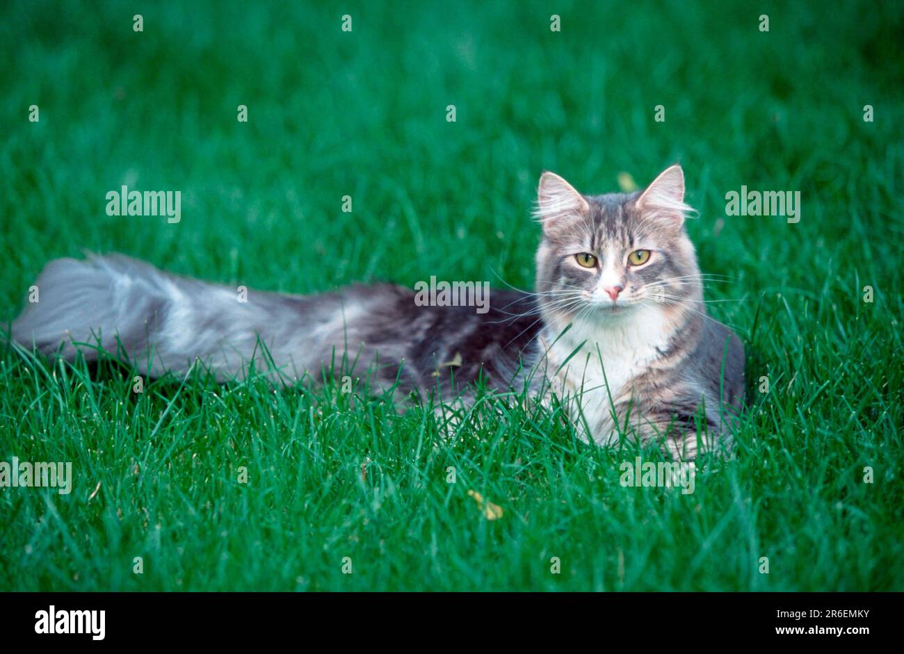 Norwegian Forest Cat, blue-tabby-classic-white Stock Photo - Alamy