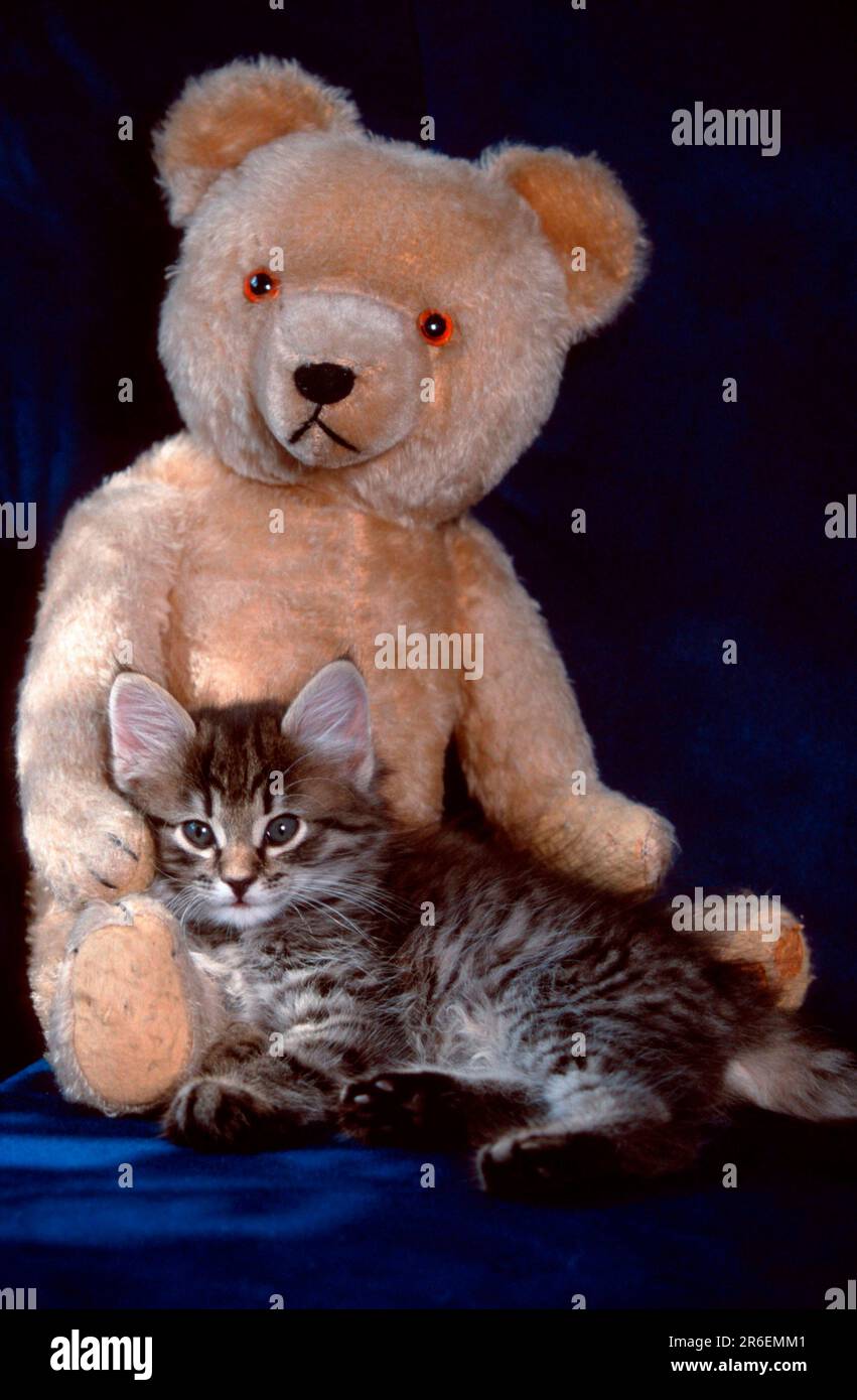 Norwegian Forest Cat, kitten, 7 weeks, black-tabby-mackerel, with teddy ...