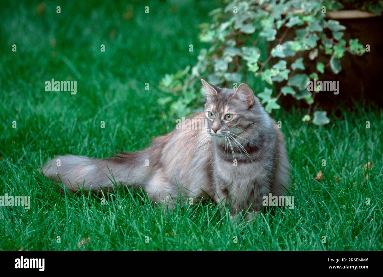 Blue torbie hi-res stock photography and images - Alamy