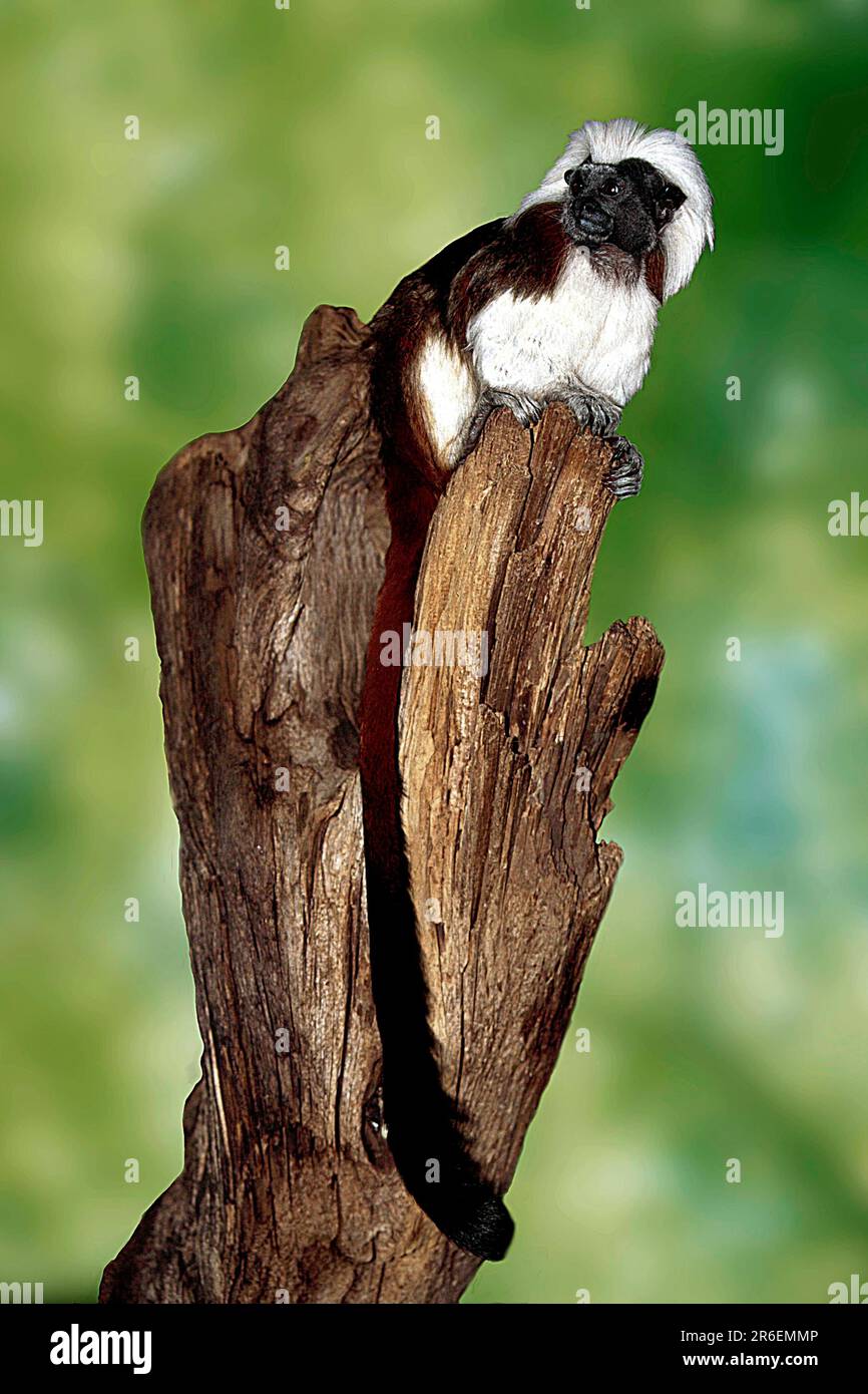 Baby cotton topped tamarin hi-res stock photography and images - Alamy