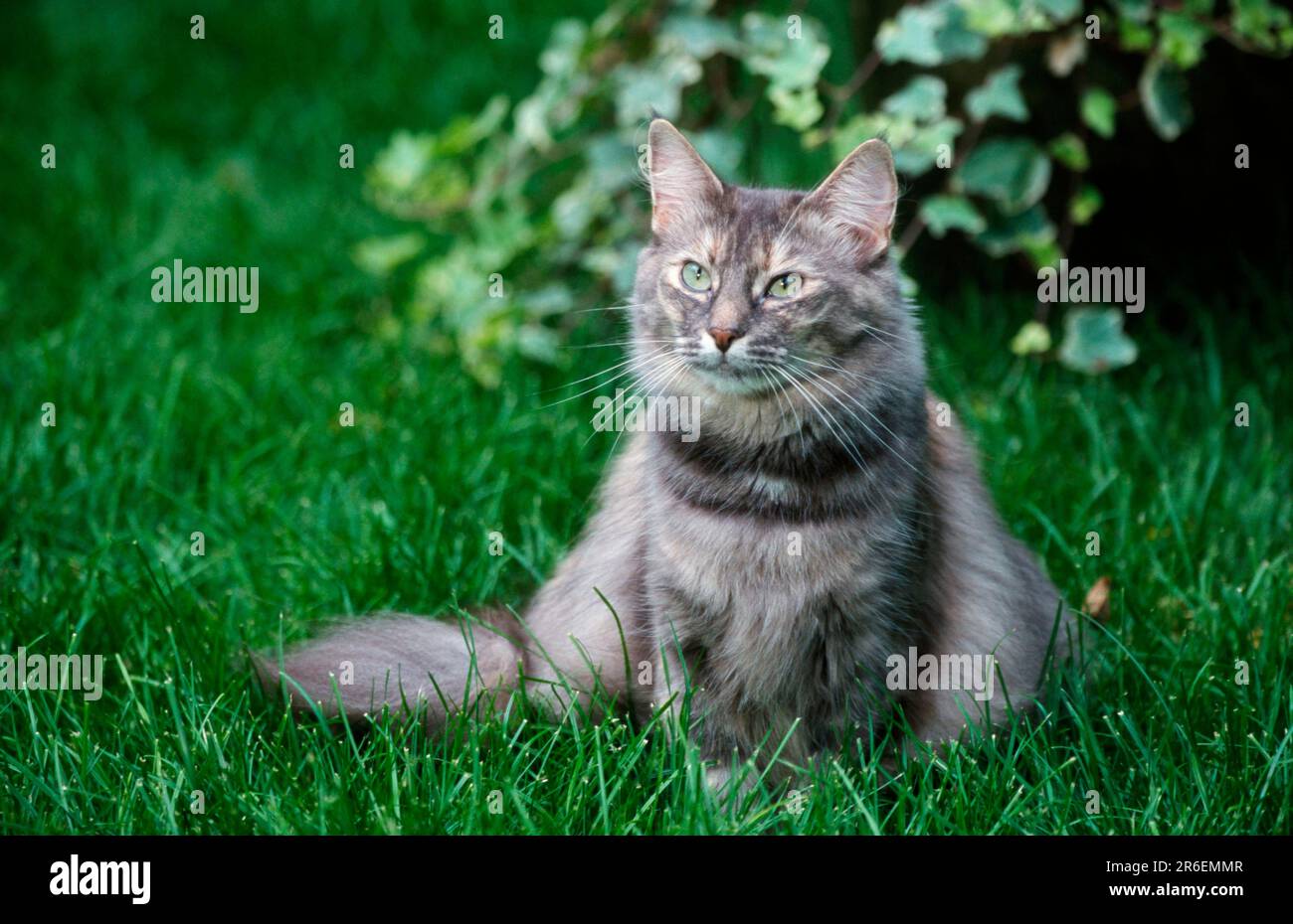 Norwegian Forest Cat, blue-silver-torbie Stock Photo - Alamy