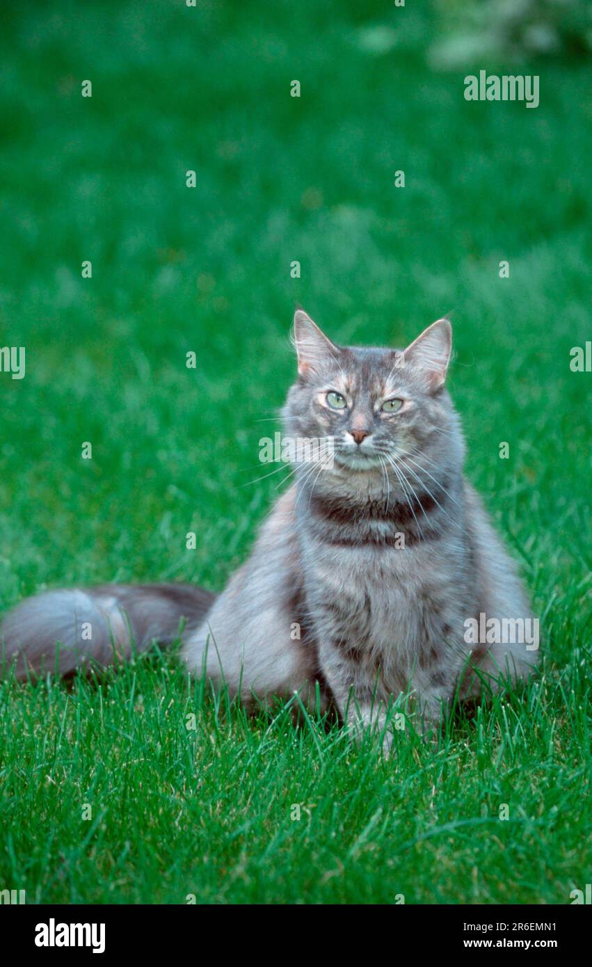 Blue torbie hi-res stock photography and images - Alamy