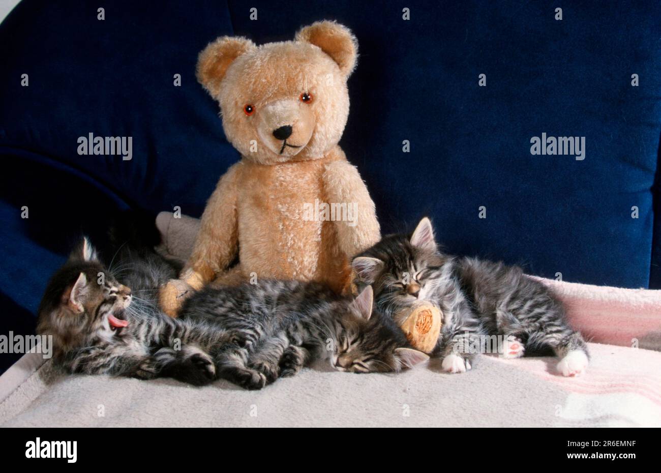 Norwegian Forest Cat, kitten, 7 weeks, black-tabby-mackerel, with teddy ...