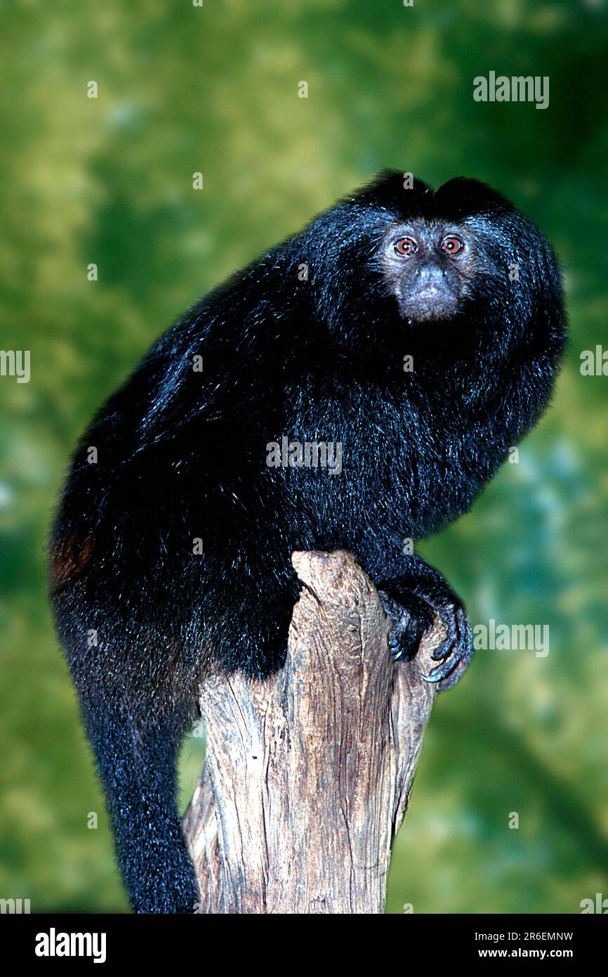 Golden-rumped Lion Tamarin (Leontopithecus rosalia chrysopygus Stock ...