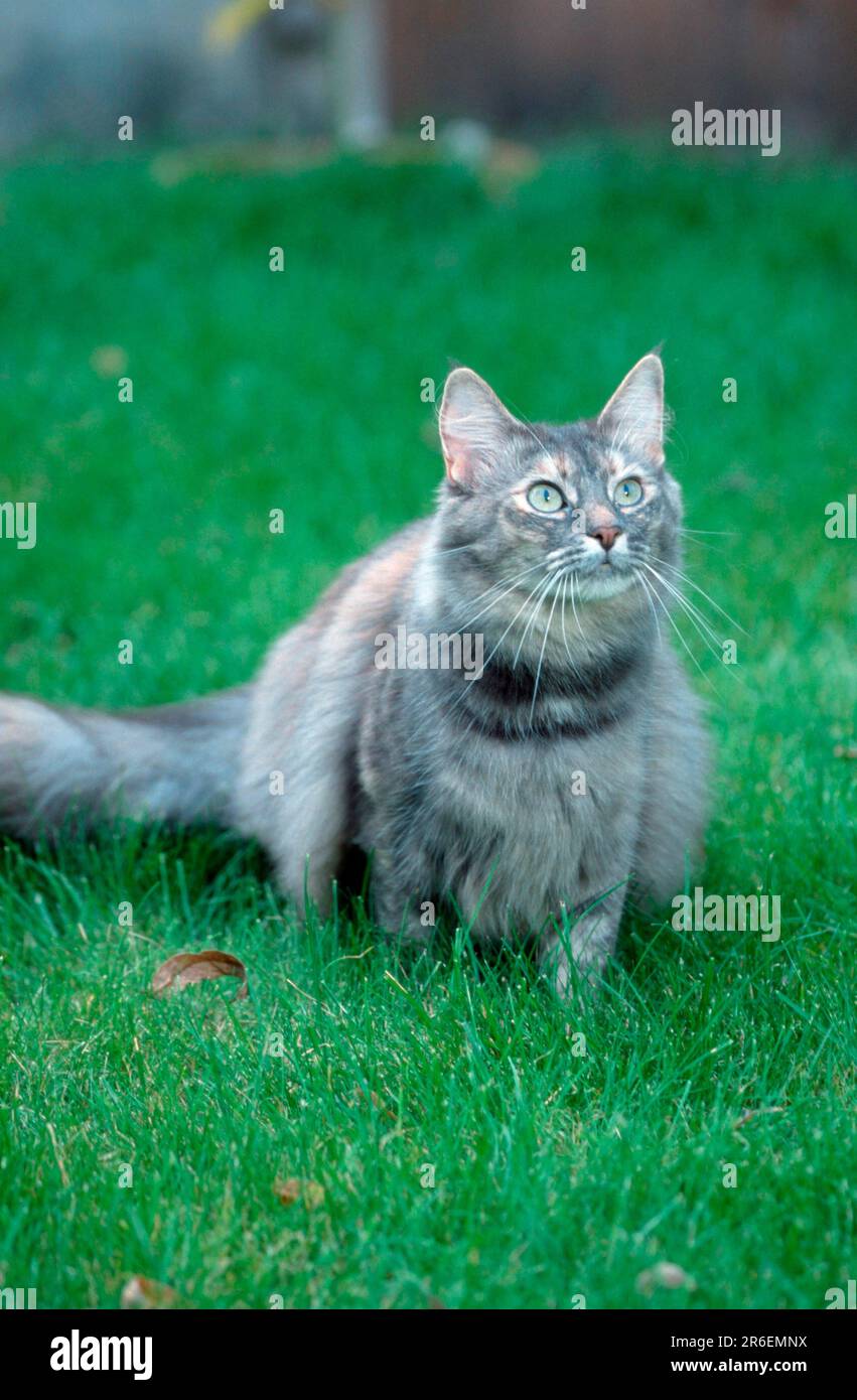 Norwegian Forest Cat, blue-silver-torbie Stock Photo - Alamy
