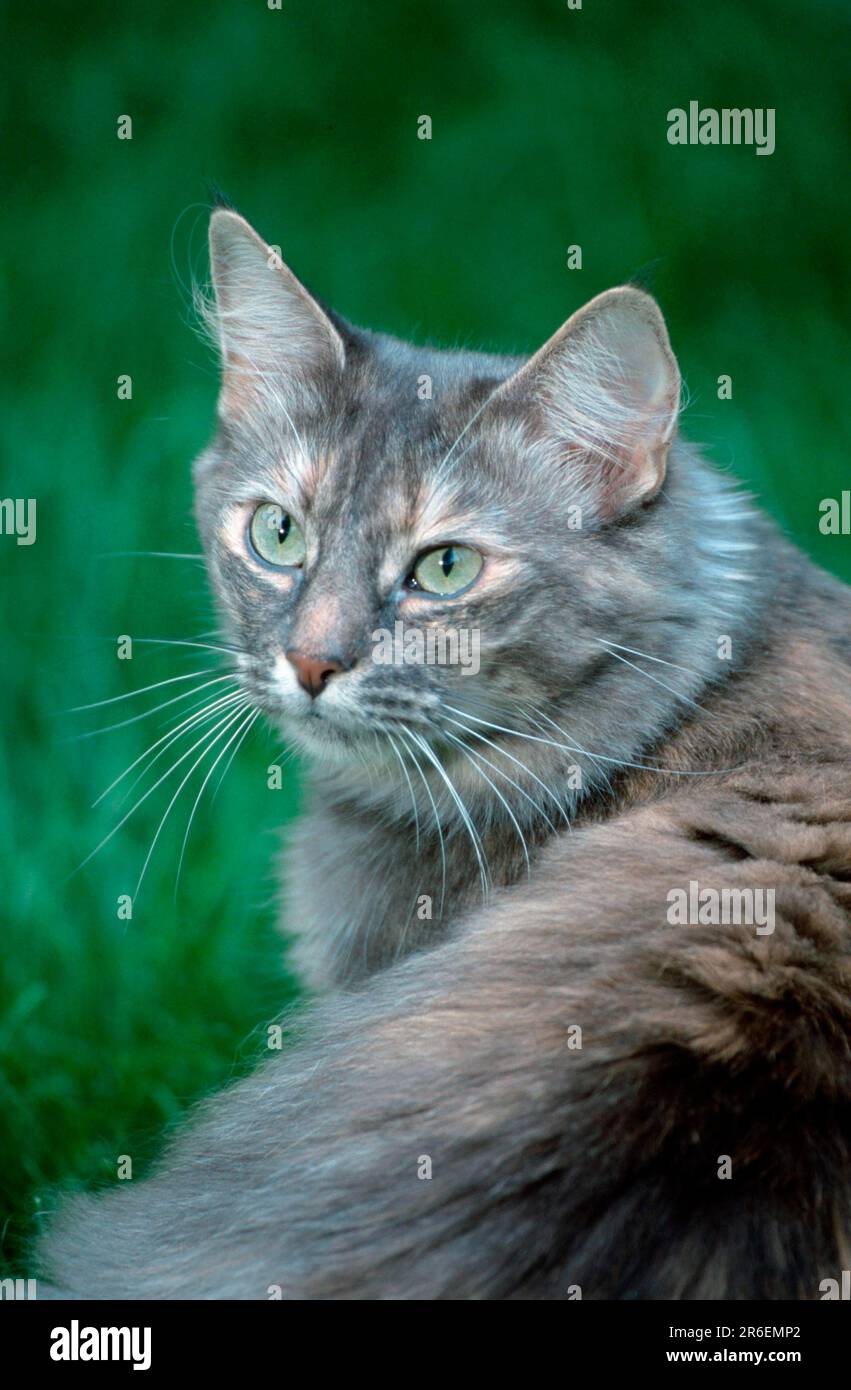 Norwegian Forest Cat, blue-silver-torbie Stock Photo - Alamy