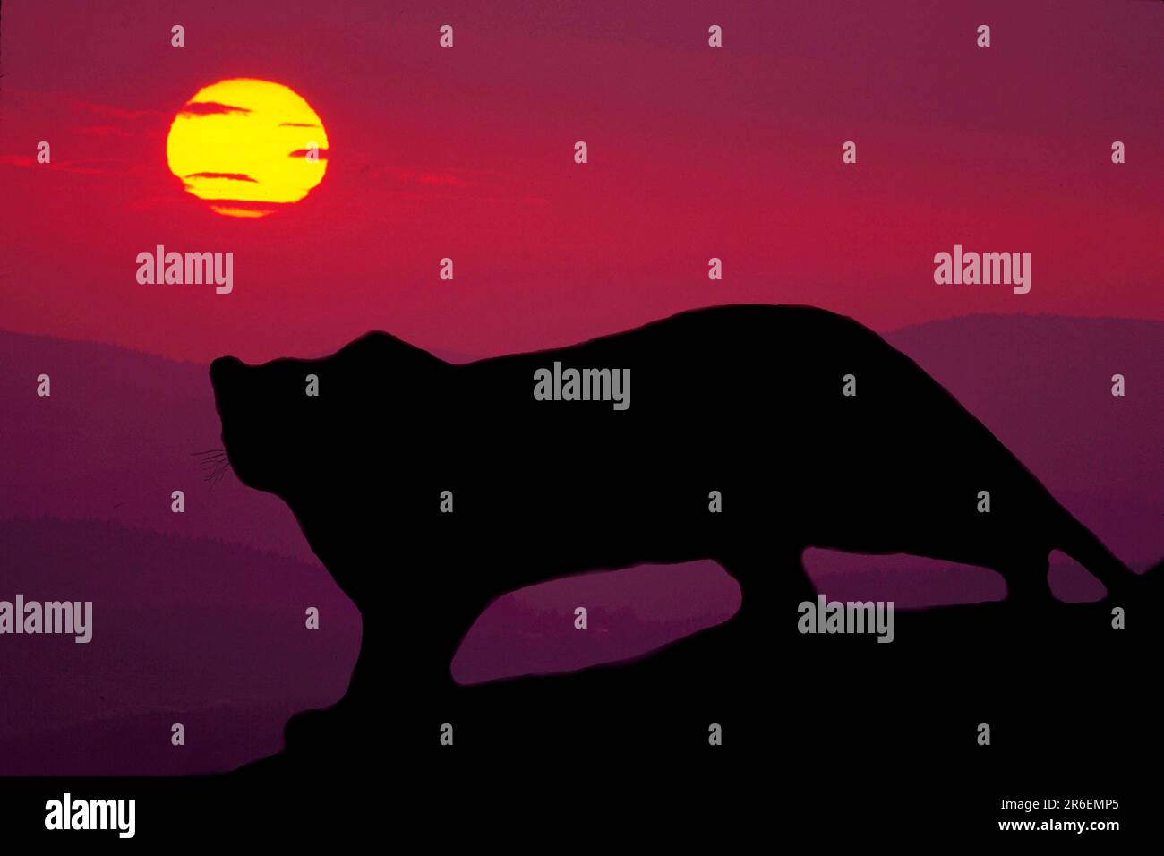 Snow leopard (Panthera ave crux spes unica (Unica unica), Irbis ...