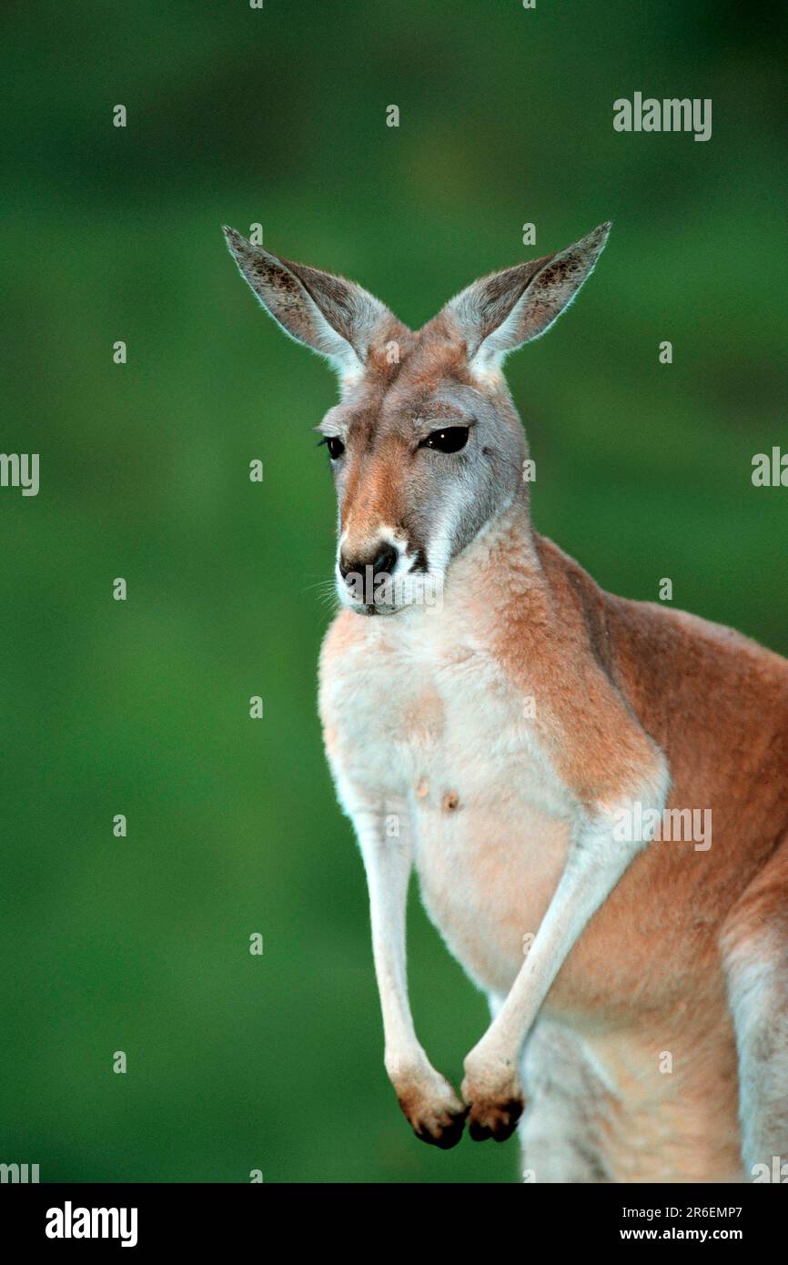 Red Kangaroo (Macropus rufus), Rotes Riesenkaenguruh, Rotes ...