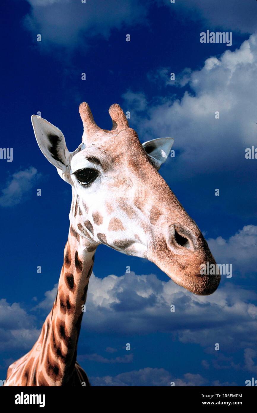 Giraffe (Giraffa camelopardalis) (animals) (outdoor) (portrait) (adult ...