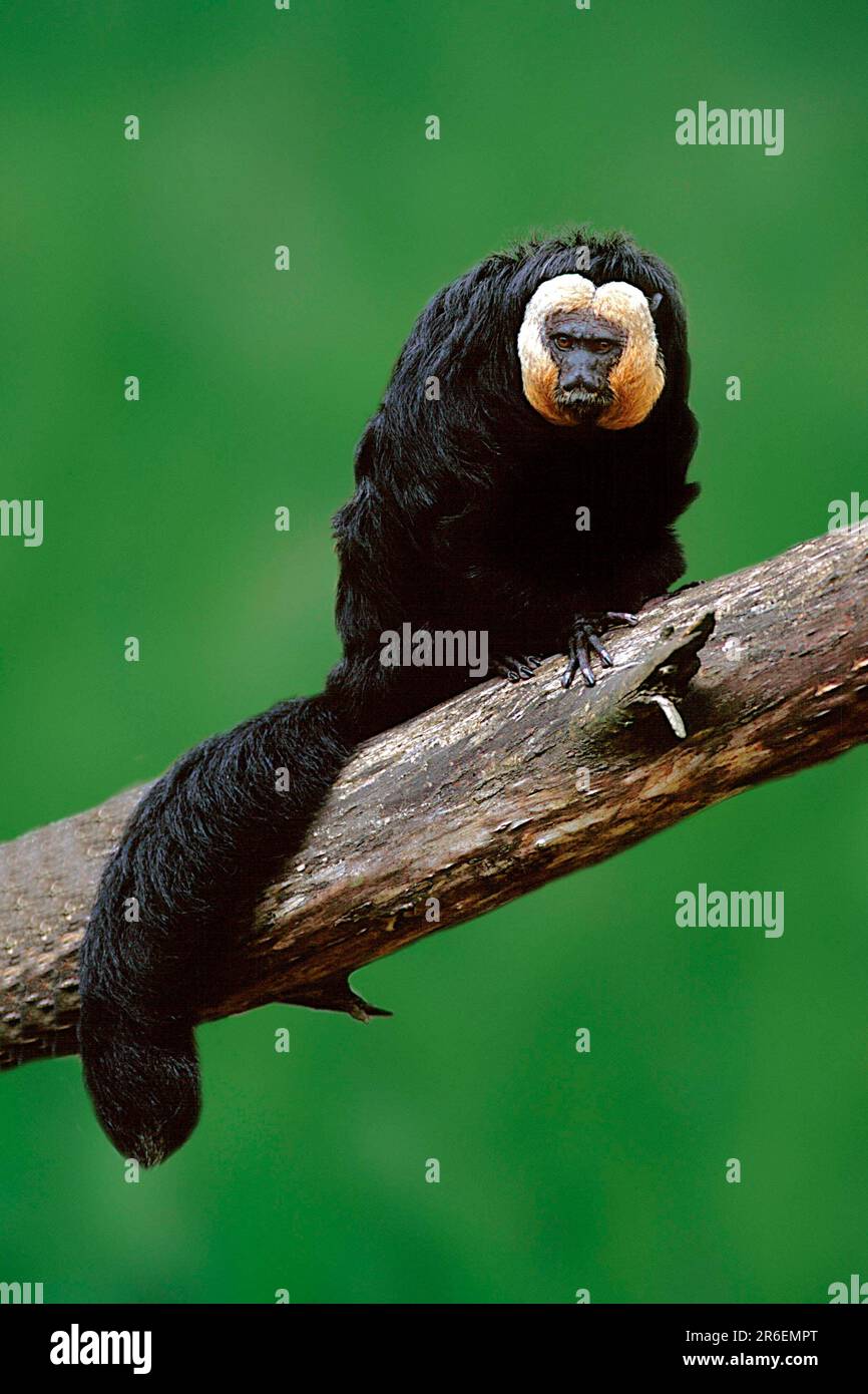 Pale-headed Saki, male (Pithecia pithecia), Blasskopfsaki, maennlich ...