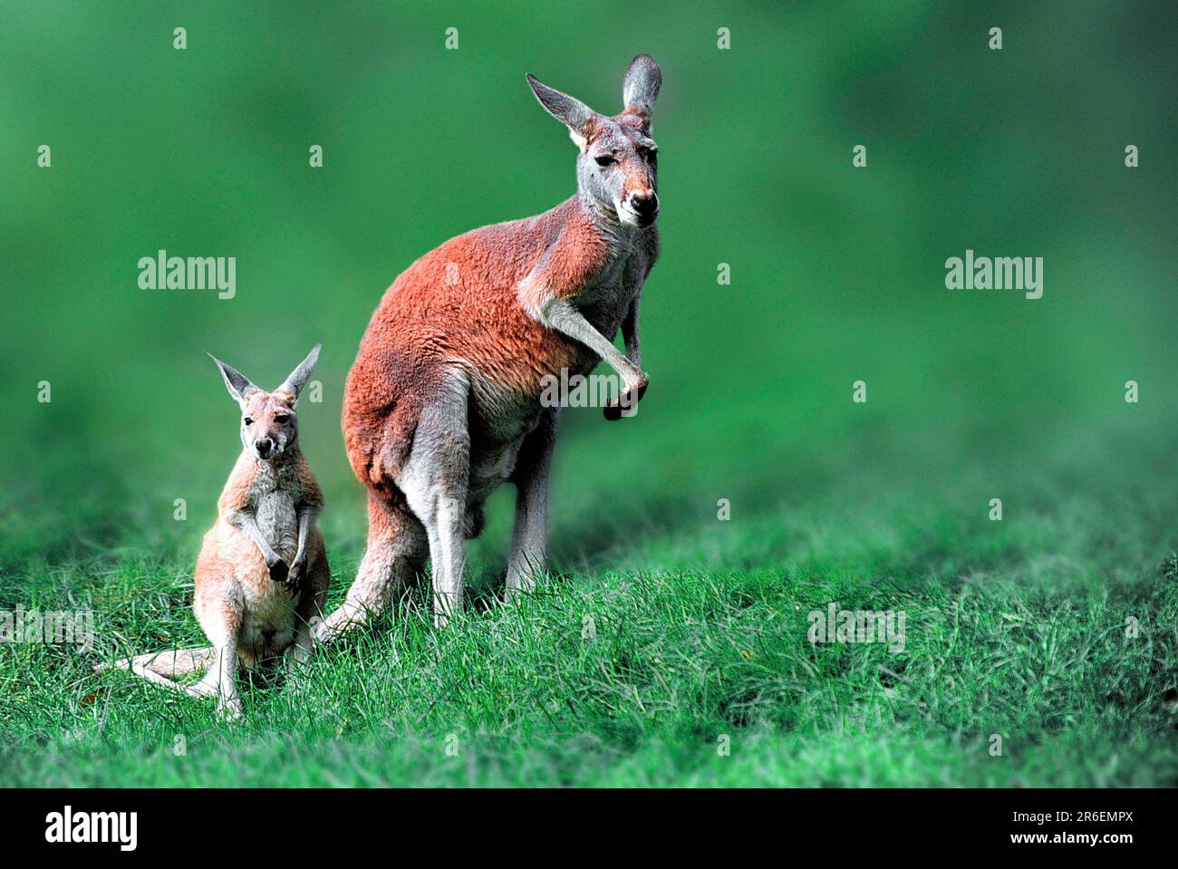 Red kangaroo (Macropus rufus) Giant Kangaroo with young, Red Giant ...