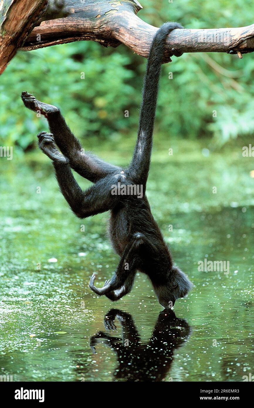 Adult spider monkey hi-res stock photography and images - Alamy