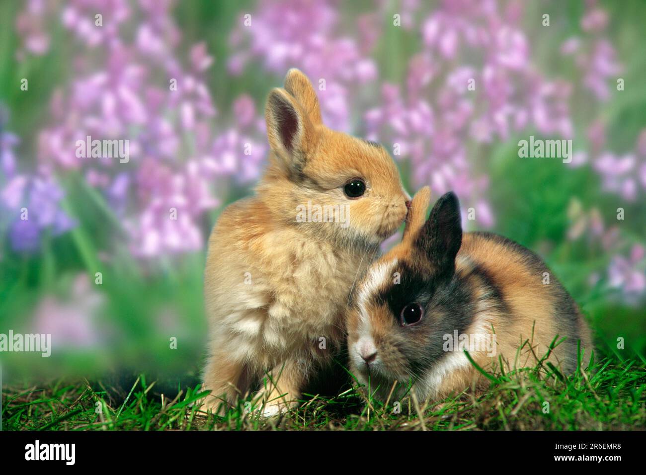 Dwarf rabbits, kittens, domestic rabbits Stock Photo - Alamy