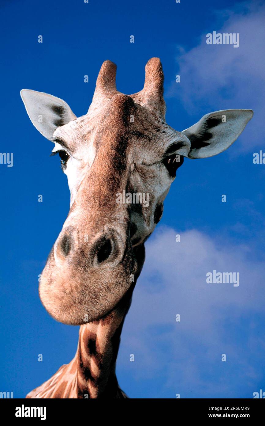 Giraffe (Giraffa camelopardalis) (animals) (outdoor) (head) (portrait ...