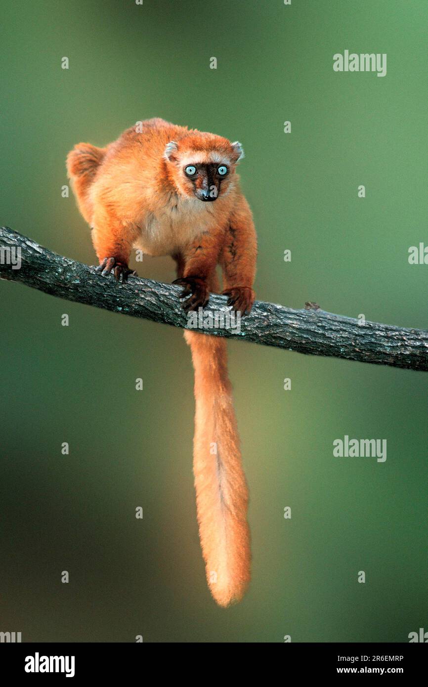 Blue-eyed (primates) lemur, female (Eulemur macaco flavifrons ...
