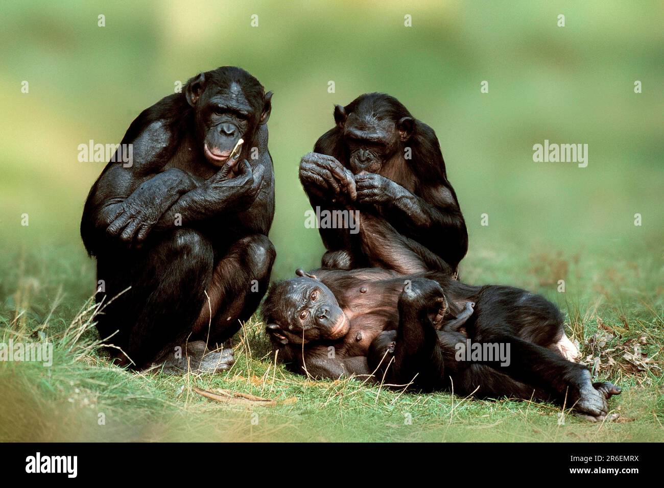 Bonobos, Pygmy Chimpanzees (Pan paniscus), familiy, Bonobos ...