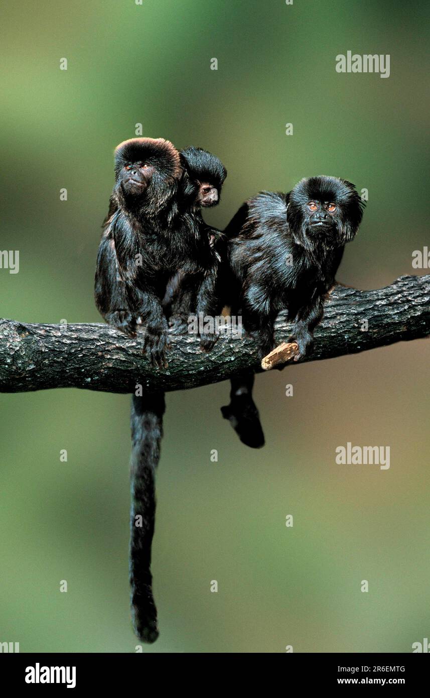 Callimicos hi-res stock photography and images - Alamy