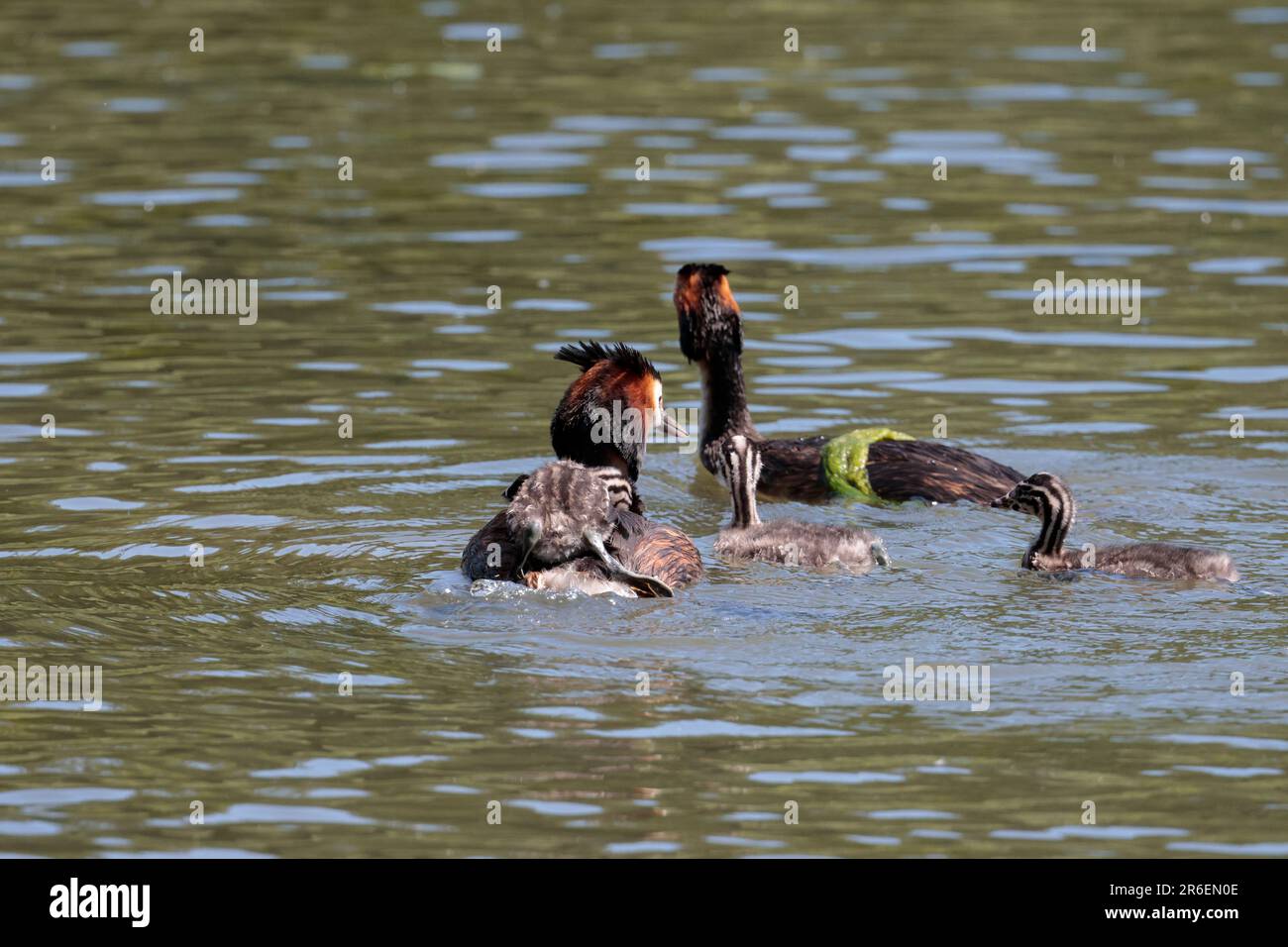 Great crested grebe Podiceps cristatus, adults breeding plumage dark ...