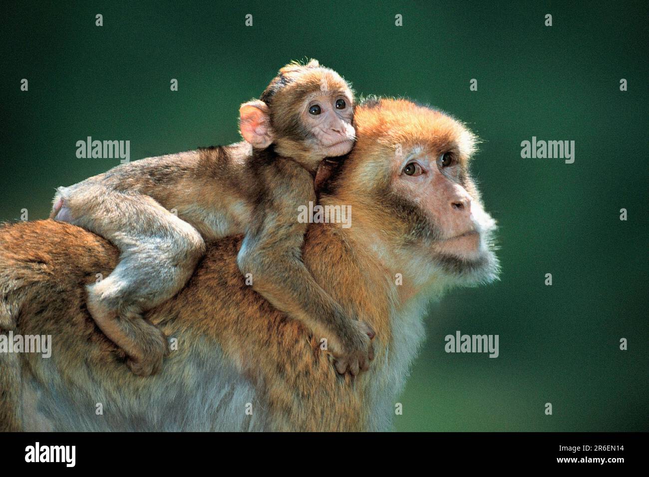 Barbary Monkey, female carrying young (Macaca silvanus), side Stock ...