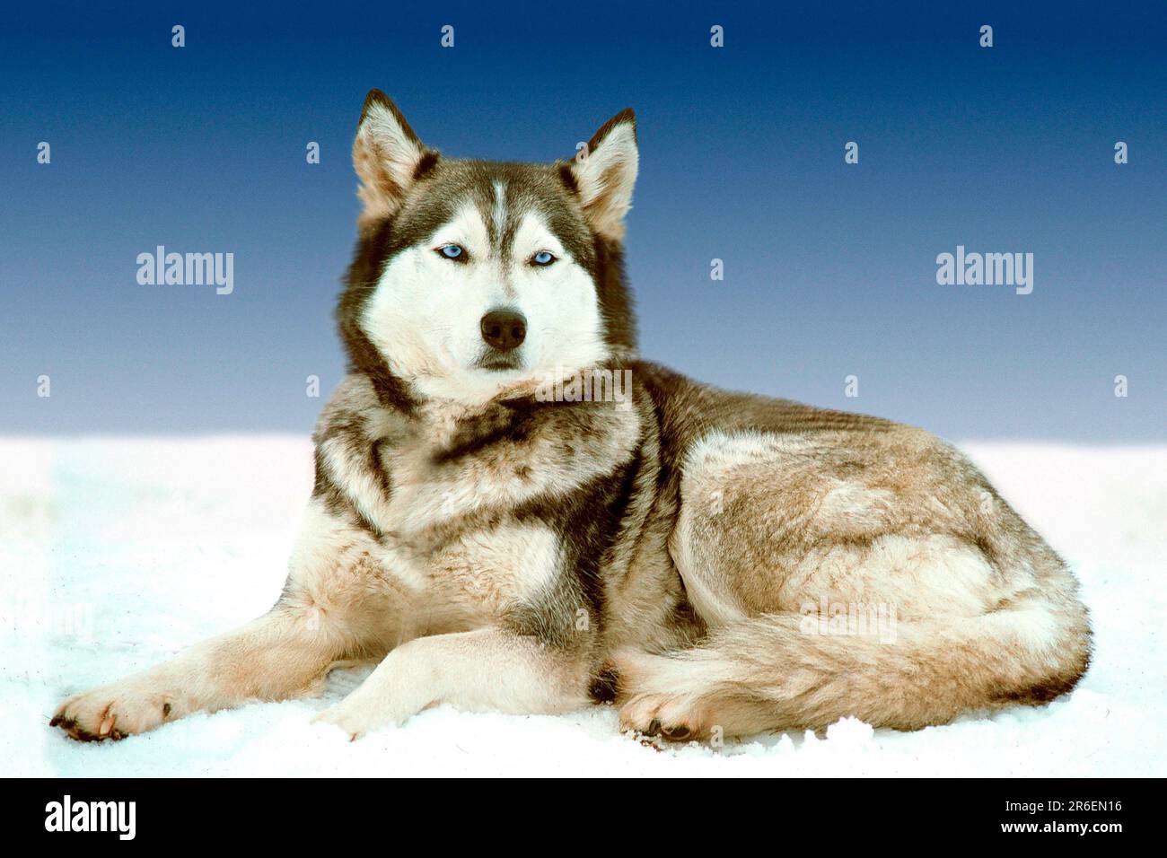Siberian Husky (animals) (outside) (outdoor) (side) (relaxation) (lying ...