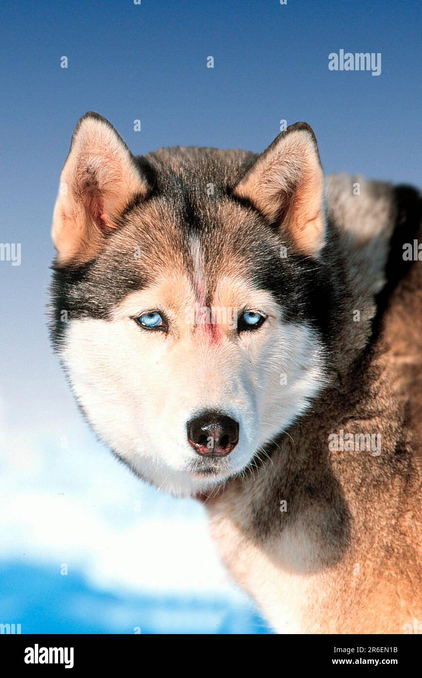 Siberian Husky (animals) (outdoor) (head) (portrait) (portrait) (adult ...
