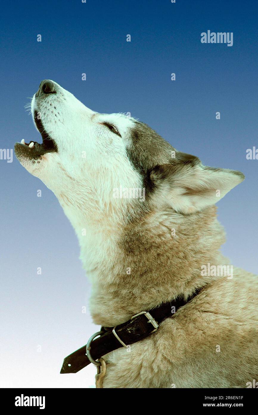 Siberian Husky, howling (animals) (outside) (outdoor) (head) (head ...