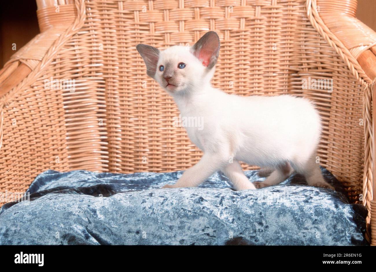 Siamese kitten weeks hi-res stock photography and images - Alamy