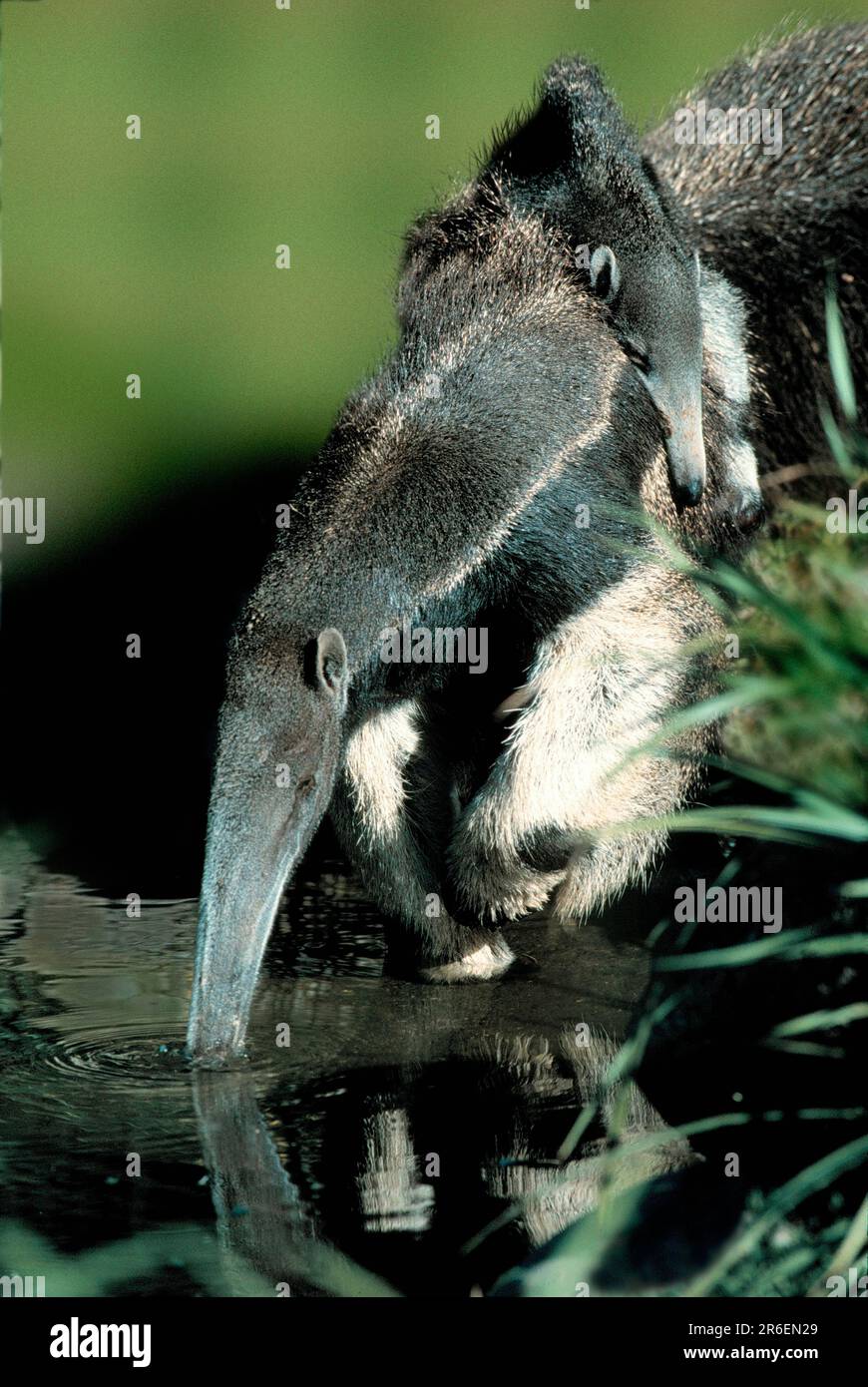 Giant Anteater (Myrmecophaga tridactyla), female carrying young, Giant ...