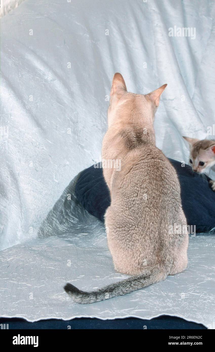 Singapore cat hi-res stock photography and images - Alamy