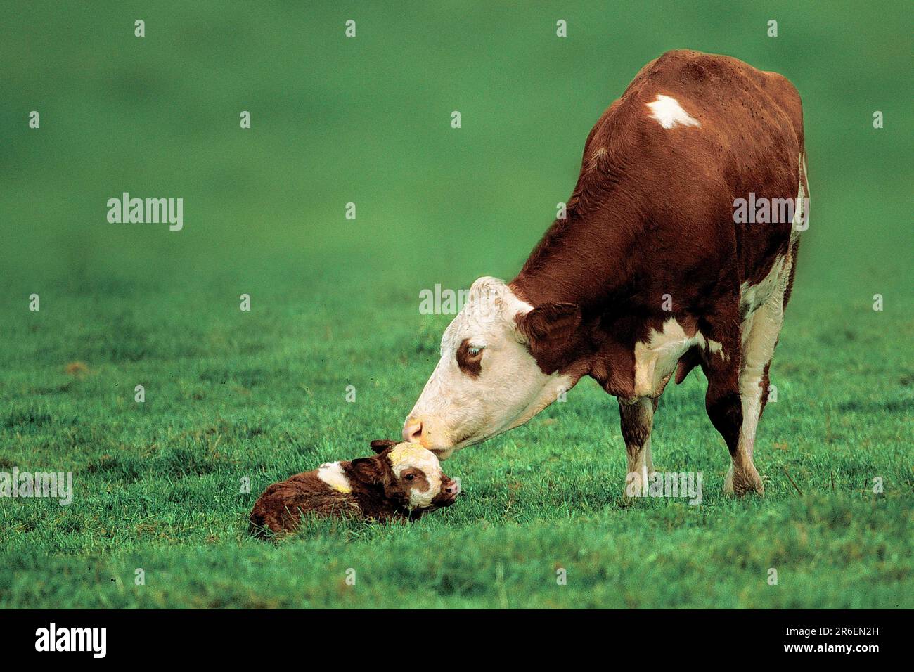 Cow with newborn calf, cows, baby calves Stock Photo - Alamy
