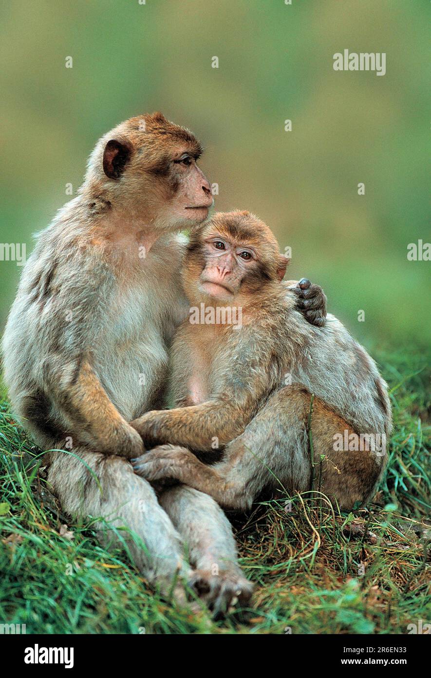 Barbary Monkeys (Macaca silvana), Berberaffen, Magots, [animals, aussen ...