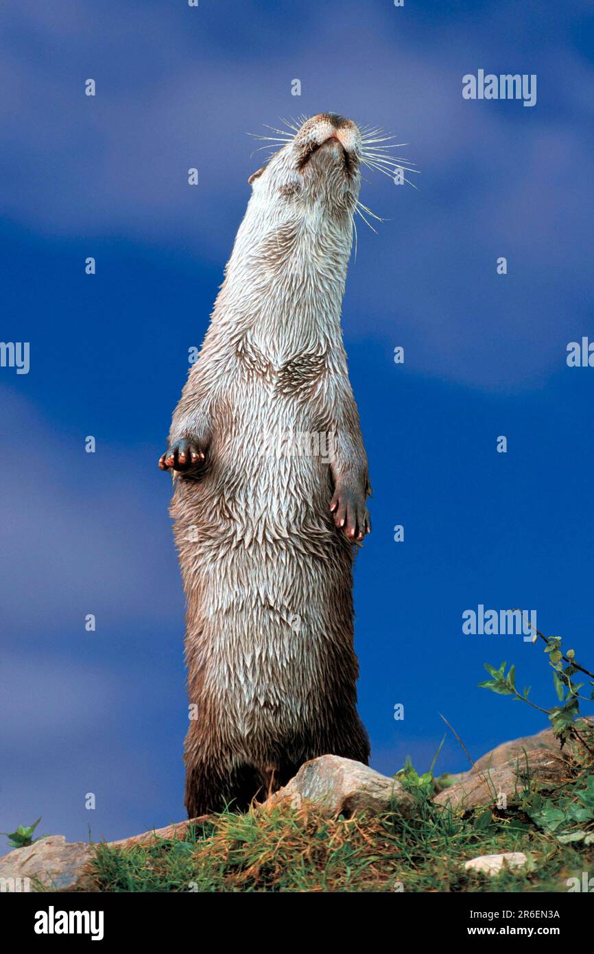 European Otter (Lutra lutra), Europaeischer Fischotter, [animals ...