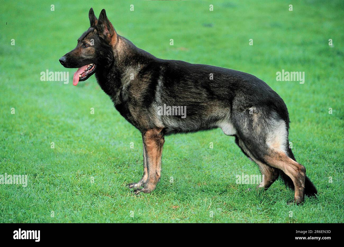 German shepherd, animals, meadow, lateral, side, outside, outdoor ...