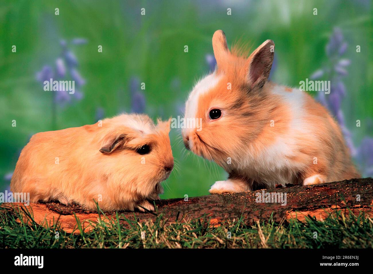 Coronet guinea pigs and lion's mane dwarf rabbits, kittens, lion's mane ...